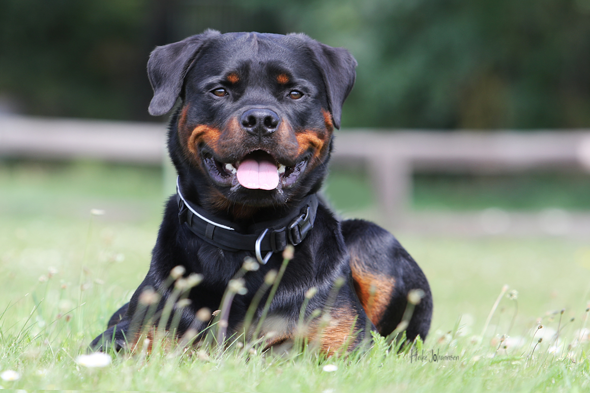 Belgian Tigers VDH - BSD - FCI - ADRK Rottweiler und Malinoiszucht ...
