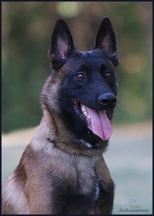 Belgian Tigers VDH - BSD - FCI - ADRK Rottweiler und Malinoiszucht ...