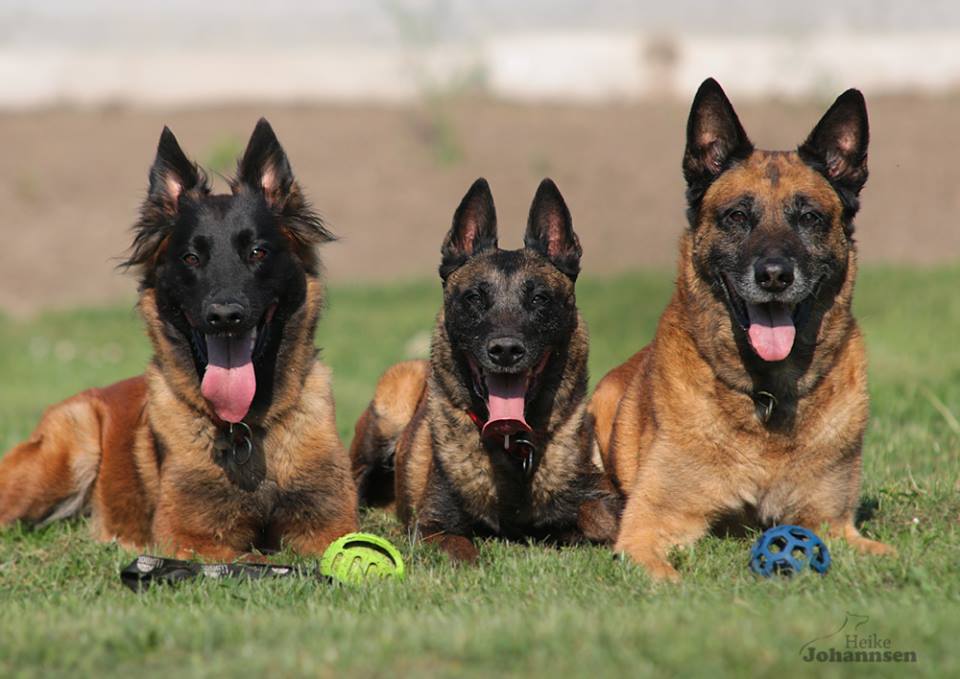Belgian Tigers VDH - BSD - FCI - ADRK Rottweiler und Malinoiszucht ...