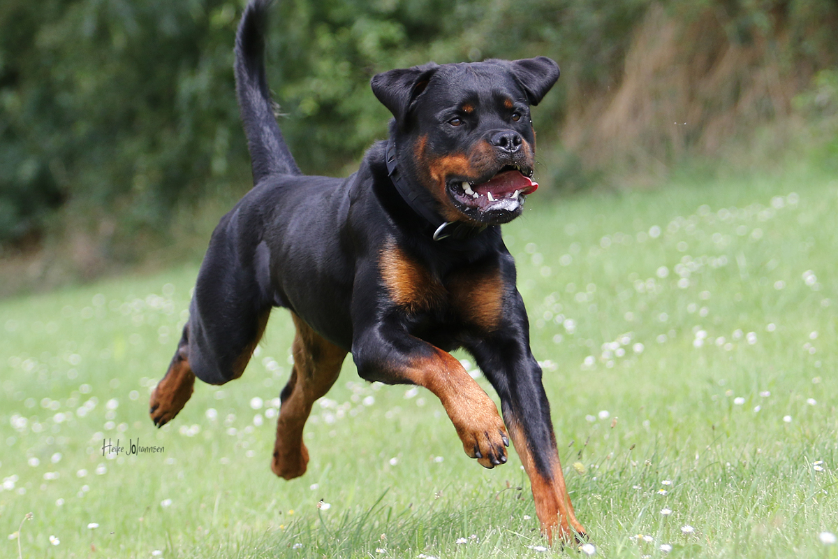 Belgian Tigers VDH - BSD - FCI - ADRK Rottweiler und Malinoiszucht ...