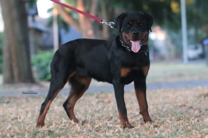 Belgian Tigers VDH - BSD - FCI - ADRK Rottweiler und Malinoiszucht ...